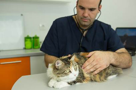 ANIMAL MEDICAL CENTER E.E. | Κτηνιατρική Κλινική - Κτηνιατρική Κλινική ...