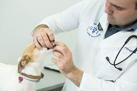 ANIMAL MEDICAL CENTER E.E. | Κτηνιατρική Κλινική - Κτηνιατρική Κλινική ...