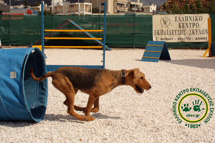 ΕΛΛΗΝΙΚΟ ΚΕΝΤΡΟ ΕΚΠΑΙΔΕΥΣΗΣ ΣΚΥΛΩΝ | Εκπαίδευση Σκύλων για Αρμονική ...