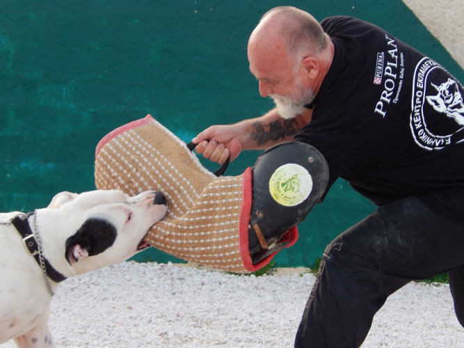 ΕΛΛΗΝΙΚΟ ΚΕΝΤΡΟ ΕΚΠΑΙΔΕΥΣΗΣ ΣΚΥΛΩΝ | Εκπαίδευση Σκύλων για Αρμονική ...