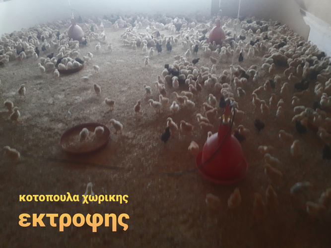 ΚΑΚΑΛΕΤΡΗ - ΒΕΛΑΛΗ ΑΝΘΟΥΣΑ | Πτηνοτροφείο Παραγωγής Πουλερικών ...