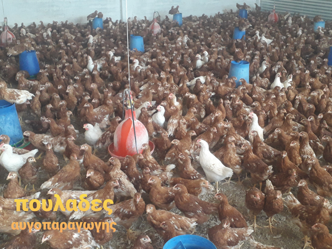 ΚΑΚΑΛΕΤΡΗ - ΒΕΛΑΛΗ ΑΝΘΟΥΣΑ | Πτηνοτροφείο Παραγωγής Πουλερικών ...